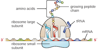 Difference Between DNA & RNA | Functions & Types - Lesson | Study.com
