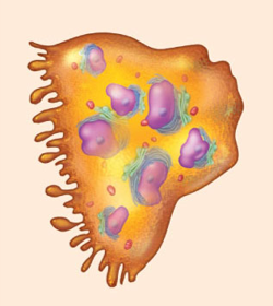 How does an osteoclast's shape enhance its function? | Study.com
