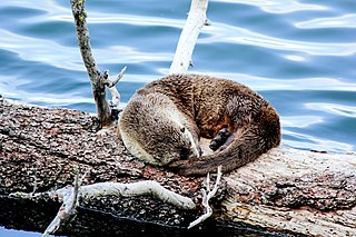 North American River Otter | Facts, Characteristics & Habitat | Study.com