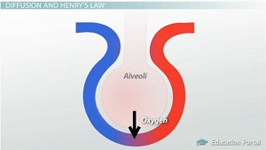 Gas Exchange | Overview, Partial Pressure & Calculation - Lesson ...