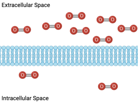 Comparing the Main Types of Movement across a Cell Membrane Practice ...