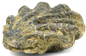 Paleontology Lesson for Kids: Definition & Facts - Lesson | Study.com