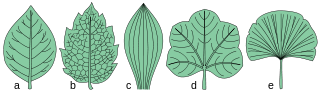 Leaves | Definition, Types & Arrangement - Lesson | Study.com