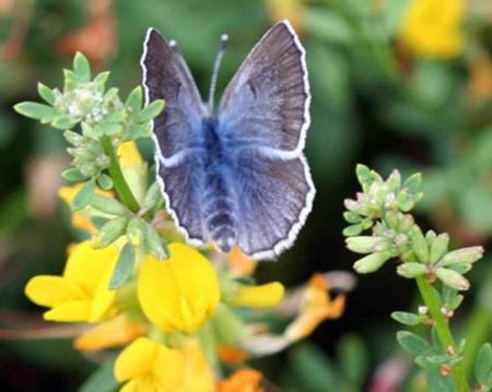 Butterfly Species | Names & Types | Study.com