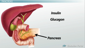 Disorders of the Pancreas: Types, Symptoms & Treatments - Lesson ...