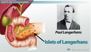 Pancreas Gland | Anatomy, Function & Problems - Lesson | Study.com