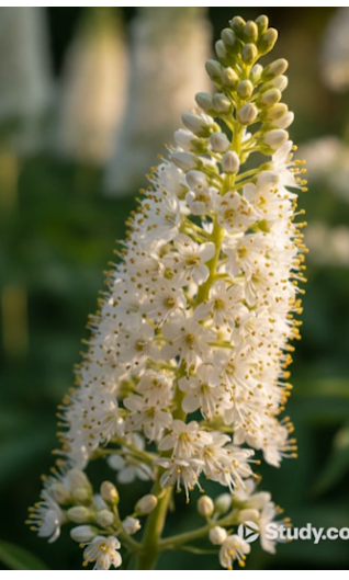 Inflorescence | Definition, Flower & Types - Lesson | Study.com