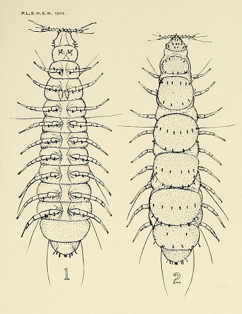 Pauropoda: Life Cycle, Reproduction & Habitat | Study.com