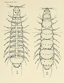 Pauropoda | Overview, Characteristics & Examples | Study.com