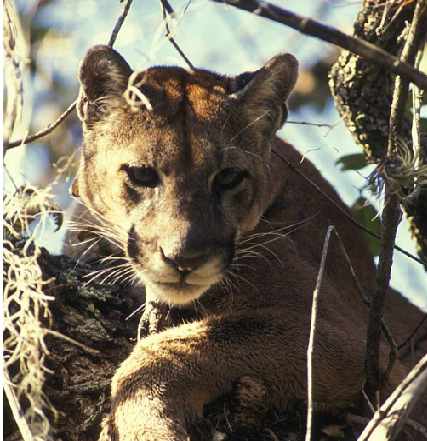 Analyzing Population Dynamics & Effects on Genetic and Environmental ...