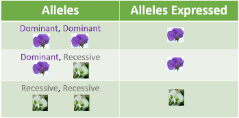 Dominant & Recessive Genes: Lesson for Kids | Study.com
