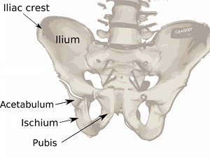 Central Hip Dislocation: Classification & Treatment | Study.com
