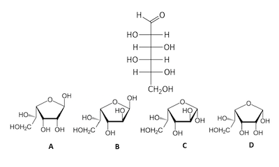 Drawing the Haworth Projection of an Aldose from Its Fischer Projection ...