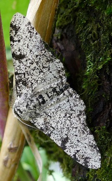 Theory of Evolution | Overview, Types & Examples | Study.com