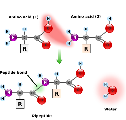 Analyzing the Role of Energy in the Making and Breaking of Polymers ...