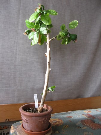 Cactus Definition, Types & Flowers | Study.com