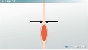 Segmentation Digestion | Peristalsis & Pendular Movement - Lesson ...