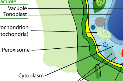 Plant Cell | Parts, Functions & Types - Lesson | Study.com