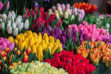 Tulip Mania History, Timeline & Crash | Study.com