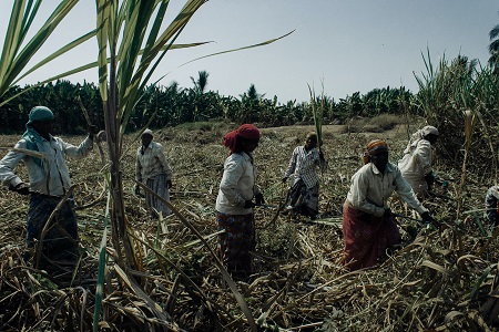 Development of U.S. Labor Laws for Farm Workers | Study.com
