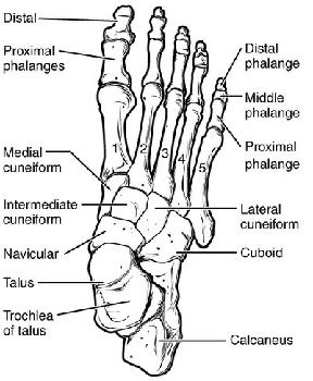 Extensor Digitorum Longus: Action, Origin & Insertion - Lesson | Study.com