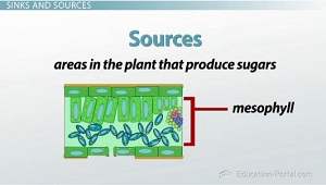 Phloem | Definition, Structure & the Pressure Flow Hypothesis - Lesson ...
