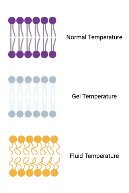 Interpreting a Graph of Membrane Phospholipids to Predict their Ability ...