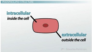 Phospholipid Bilayer | Hydrophilic & Hydrophobic Properties - Lesson ...