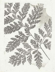 William Henry Fox Talbot Life & Photography | Study.com