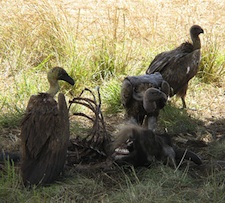 Roman Augury | Definition & Role | Study.com