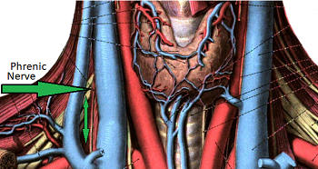 Brain & Language | Physiology & Speech Production | Study.com