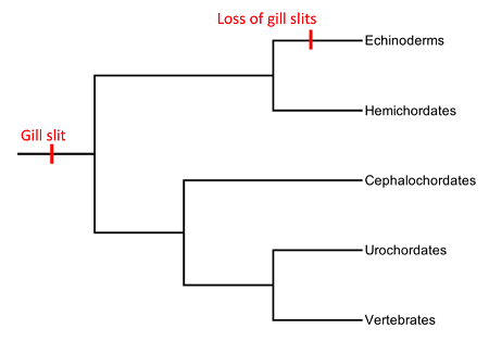 Analyzing How Organisms across Domains are Interrelated Practice ...