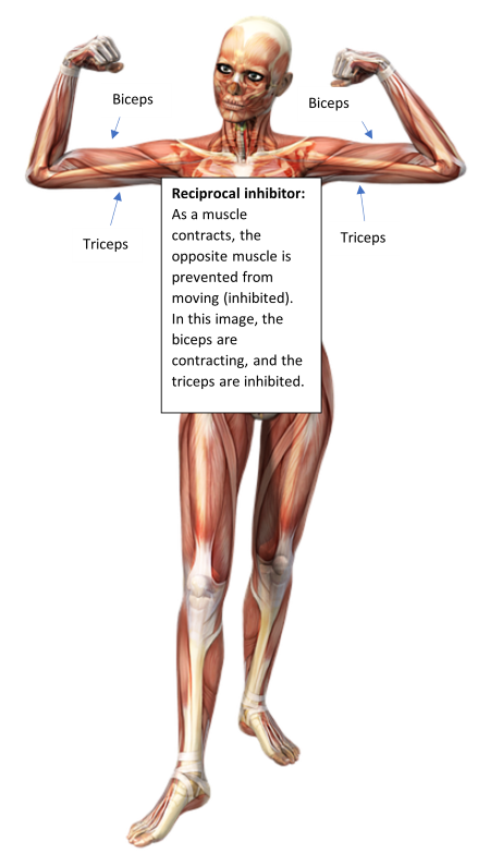Proprioceptors & Muscle Spindles | Definitions & Function - Lesson ...