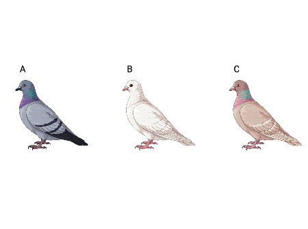 Analyzing How Natural Selection and Evolution Relate to an Organism's ...