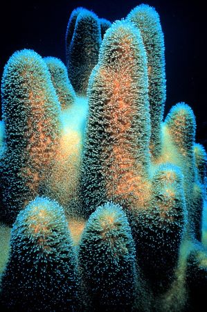 Cnidaria Definition, Respiratory System & Examples - Lesson | Study.com