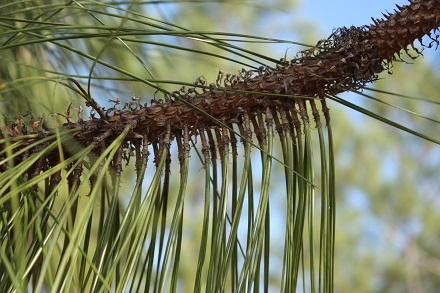 Native American Basket Weaving | History, Techniques & Materials ...