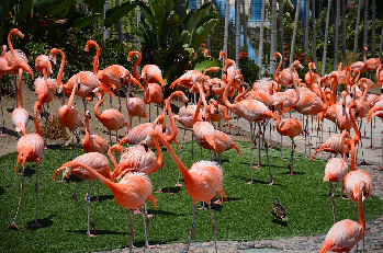 Animal Imagery in Life of Pi | Study.com