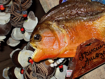 Piranha Adaptations: Lesson for Kids | Study.com