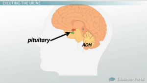 The Role of Kidneys in Maintaining Water Balance in the Body - Lesson ...