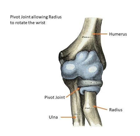 Select a specific type of joint in the body and discuss it in detail ...