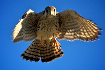 American Kestrel Bird | Habitat, Diet & Characteristics | Study.com