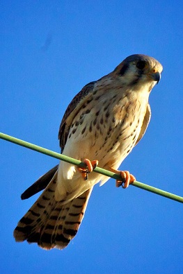 American Kestrel Bird | Habitat, Diet & Characteristics | Study.com