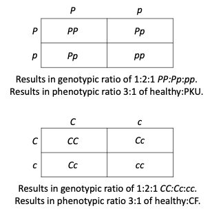 A man and woman are both carriers for two autosomal recessive disorders ...