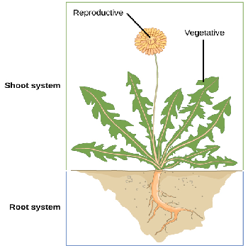 How Organ Systems Work Together | Study.com