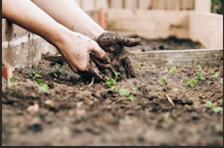 GACE Elementary Education 501 Practice Test