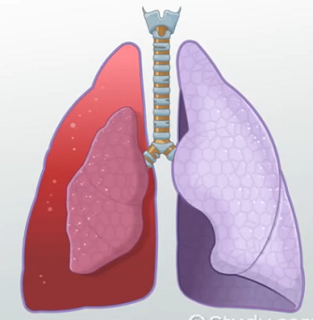 Inspiration vs. Expiration Breathing | Cycles & Muscles - Lesson ...