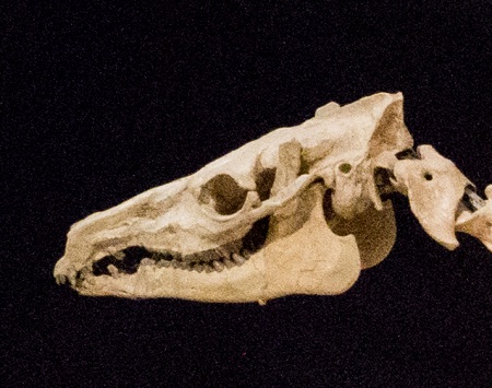 Analyzing Fossil Record Patterns to Determine Organisms' Environments ...