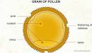what is pollen grains - Science - Getting to Know Plants - 409843 ...