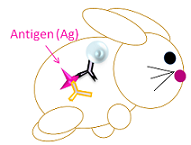 Monoclonal vs. Polyclonal Antibodies | Definition & Differences ...