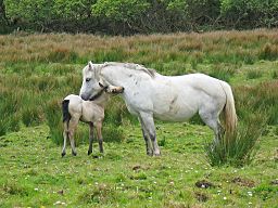 Irish Animals Lesson for Kids | Study.com